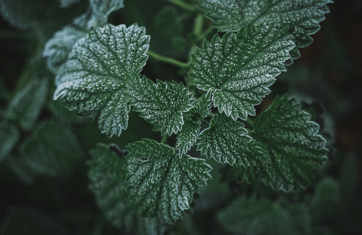 5 Common Garden “Weeds” With Powerful Medicinal Properties – Soul Space