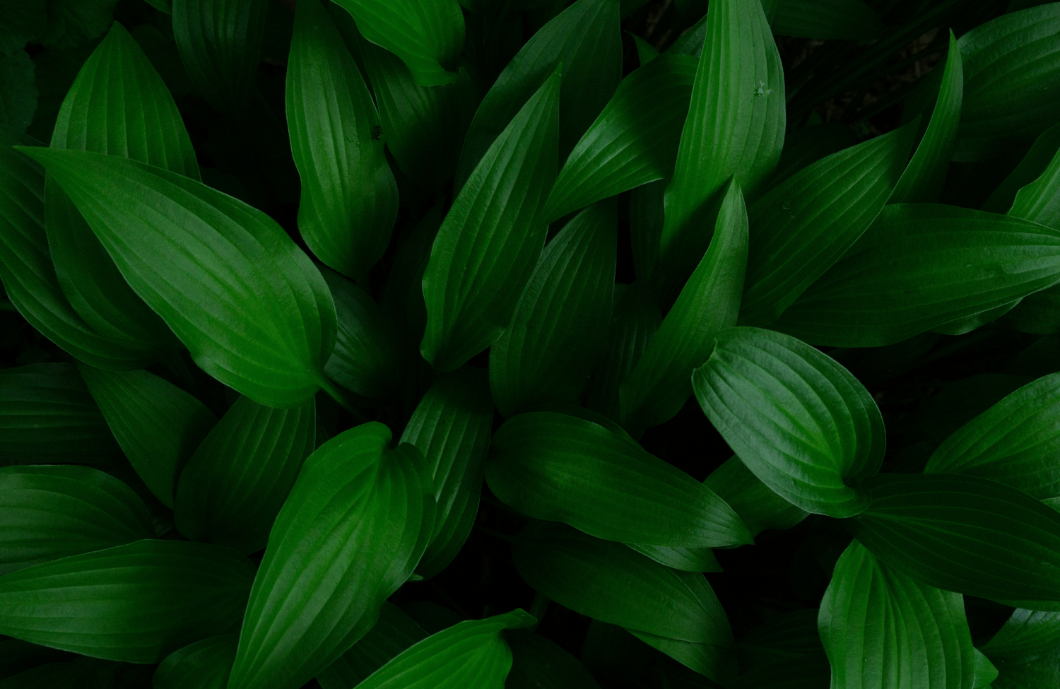 Why Willpower Isn’t Enough – And What Actually Works Instead – Soul Space