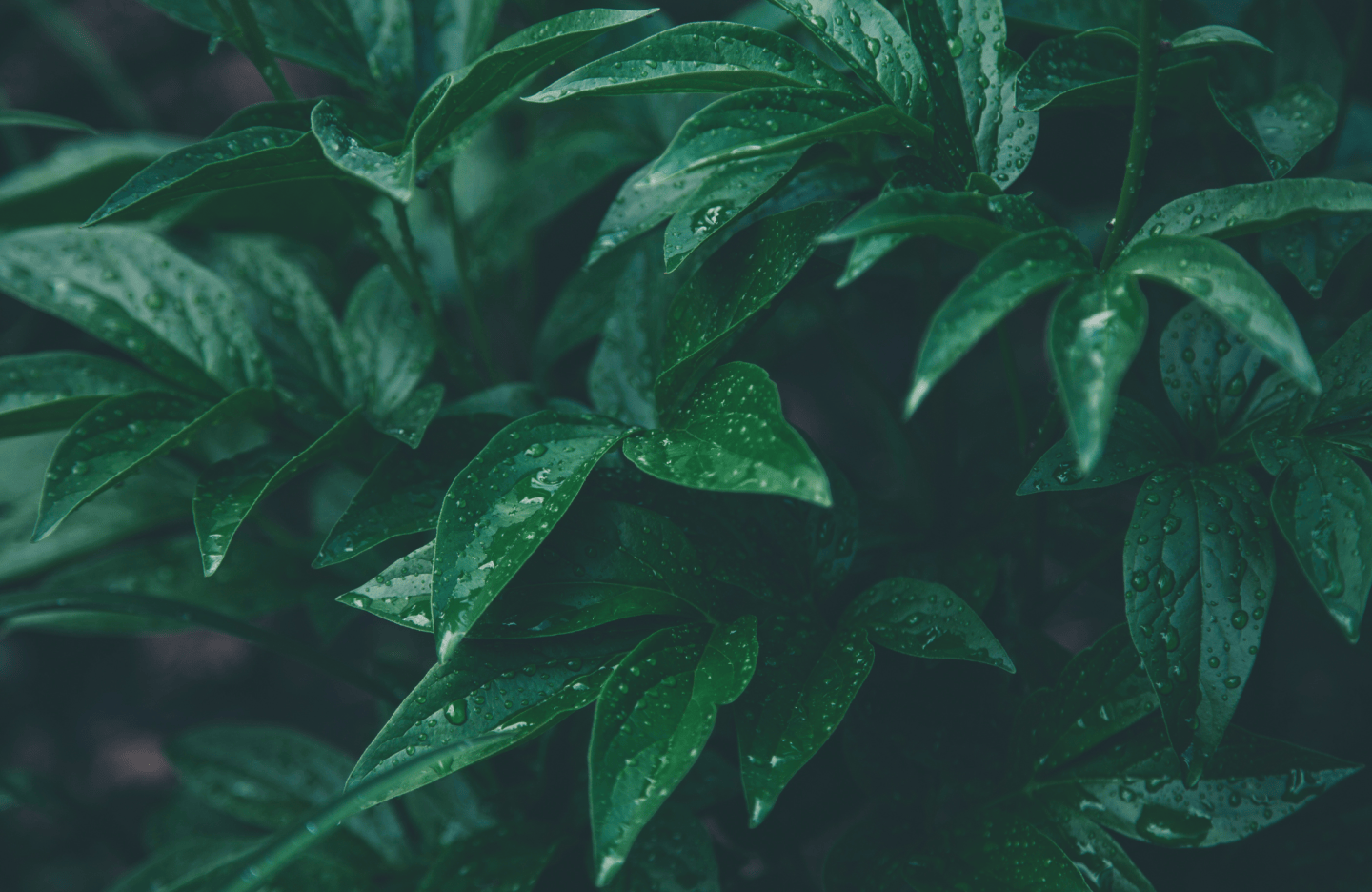 Why Allergies Might Be Causing Your Dark Under Eye Circles Soul Space 0237
